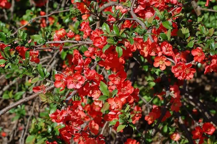 Quince Nikolayn (Nicoline): danasîn, bilindahiya çolê, wêne, taybetmendî