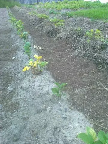 ഉരുളക്കിഴങ്ങ് പ്രതികാരം: വൈവിധ്യ വിവരണം, ഫോട്ടോകൾ, അവലോകനങ്ങൾ 12122_4