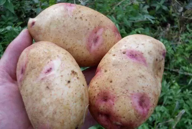 Potato Galaxy: pelbagai penerangan, foto, ulasan 12132_1