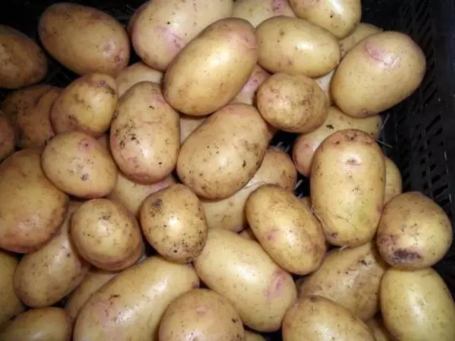 Potato Galaxy: pelbagai penerangan, foto, ulasan 12132_16