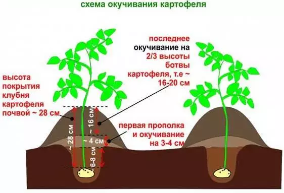 Картопля Агата: опис сорту, фото, відгуки 12133_5