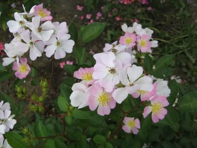 Mga pakpak ng Rose Angel: larawan at paglalarawan, mga pagsusuri, lumalaki mula sa mga binhi, kung paano magtanim ng mga bulaklak sa hardin 12139_1