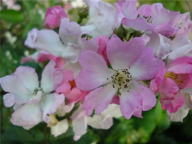 Mga pakpak ng Rose Angel: larawan at paglalarawan, mga pagsusuri, lumalaki mula sa mga binhi, kung paano magtanim ng mga bulaklak sa hardin 12139_3