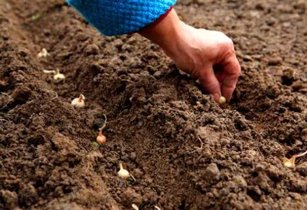 Plantar cebes abans de l’hivern segons el calendari lunar 12156_4