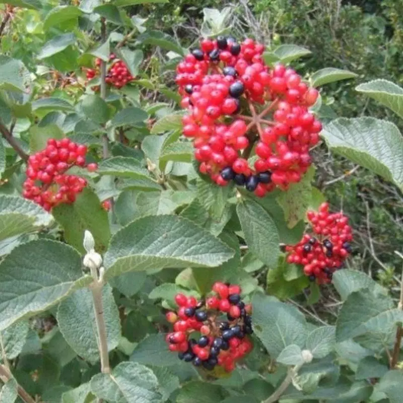 Viburnum gordovina biasa (viburnum lantana): jangkungna, kumaha cara nyebarkeun, buah anu tiasa didahar atanapi henteu, sipat anu manpaat, ulasan