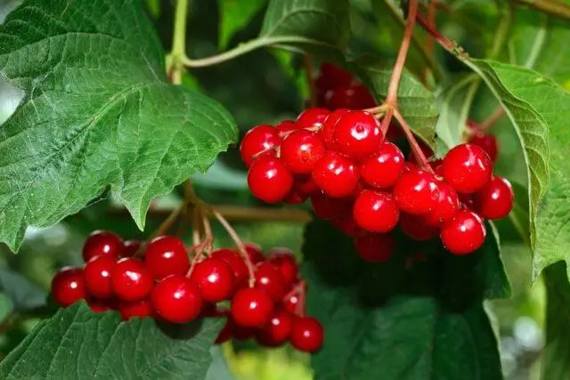 কিভাবে viburnum reproduces: সাধারণ লাল, কিভাবে কাটা, বসন্তে কাটিং রোপণ, শরৎ 1219_1