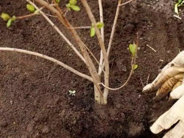 Si riprodhohet viburnum: e kuqja e zakonshme, si të priten prerjet, mbjellja e prerjeve në pranverë, vjeshtë 1219_12