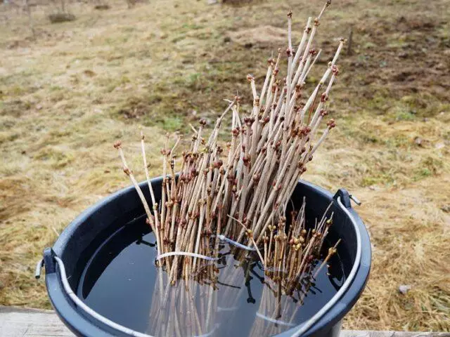 Hvernig fjölgar viburnum: venjulegt rautt, hvernig á að græða, gróðursetja græðlingar á vorin, haustin 1219_2