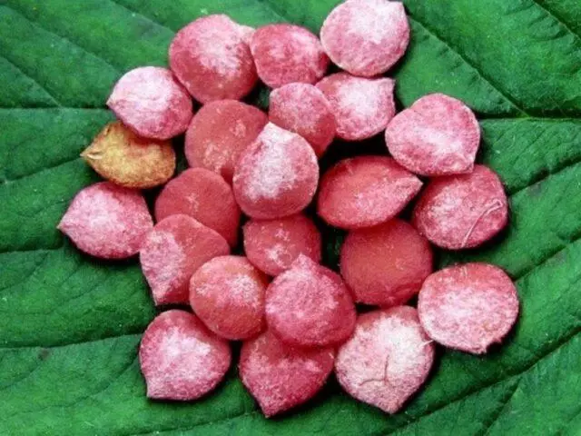 কিভাবে viburnum reproduces: সাধারণ লাল, কিভাবে কাটা, বসন্তে কাটিং রোপণ, শরৎ 1219_4