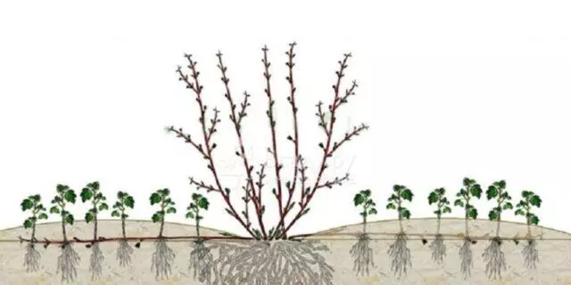 Hoe reproduseer viburnum: gewone rooi, hoe om steggies te plant, steggies in die lente, herfs te plant 1219_5