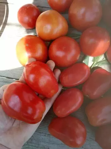 Pomodoro Nessun problema, nessun problema: caratteristiche e descrizione della varietà, recensioni, foto, quando piantare 12202_2