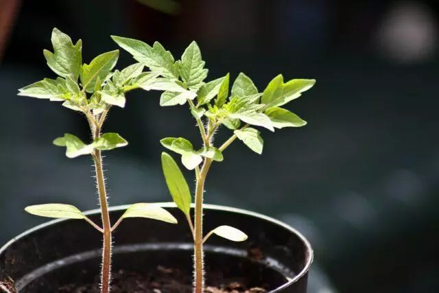 Tomate Non te preocupes, sen problemas: características e descrición da variedade, comentarios, fotos, cando plantar 12202_6