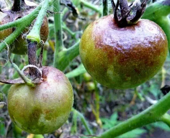 Pomodoro Sogno di un gigante: caratteristiche e descrizione della varietà, foto, recensioni, resa 12210_6