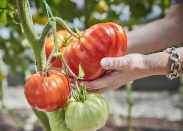 Pomodoro Sogno di un gigante: caratteristiche e descrizione della varietà, foto, recensioni, resa 12210_8