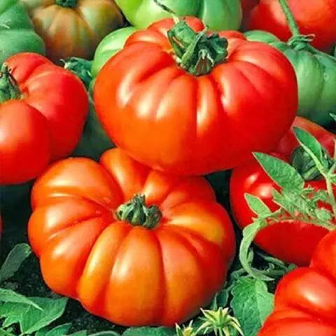 Pomodoro Sogno di un gigante: caratteristiche e descrizione della varietà, foto, recensioni, resa 12210_9