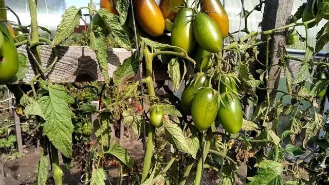 Tomato Icicle black: χαρακτηριστικά και περιγραφή της ποικιλίας, κριτικές, φωτογραφίες, απόδοση 12219_3