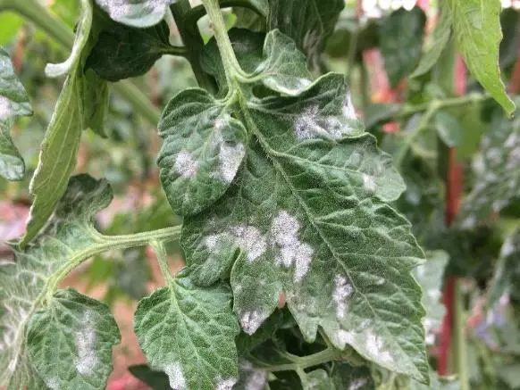 Pomodoro Ghiacciolo nero: caratteristiche e descrizione della varietà, recensioni, foto, resa 12219_6