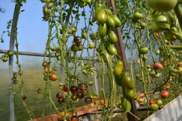 Pomodoro Ghiacciolo nero: caratteristiche e descrizione della varietà, recensioni, foto, resa 12219_8