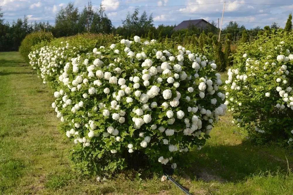 کٹائی viburnum buldenezh: پھولوں ، اسکیموں ، قواعد ، ویڈیو کے بعد جھاڑی کا تاج بنانا۔