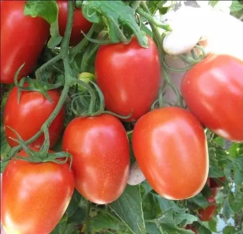 Tomato Roma: a fajta jellemzői és leírása 12266_8