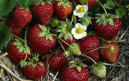 Fragole Remontantnaya: le migliori varietà per la regione di Mosca 12274_12