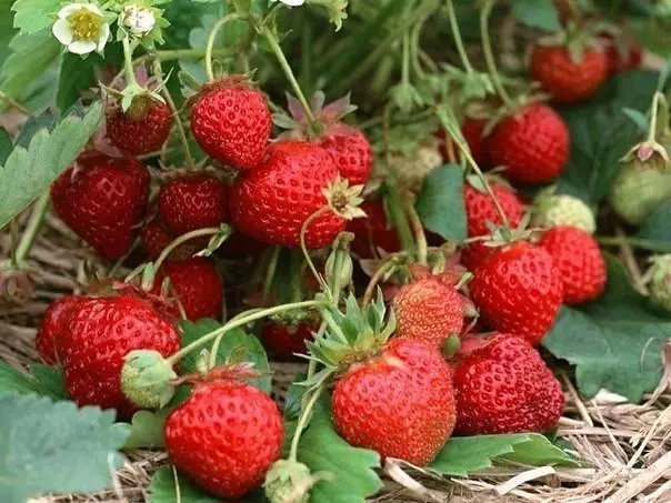 Fragole Remontantnaya: le migliori varietà per la regione di Mosca 12274_6