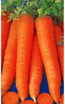 Red carrot without a core: description, photo, reviews 12294_4