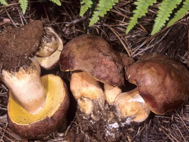 ເຫັດ porcini Pine: ຮູບແລະລາຍລະອຽດ, ບ່ອນທີ່ມັນເຕີບໃຫຍ່ແລະວິທີການເບິ່ງ, ວິດີໂອ 12306_1