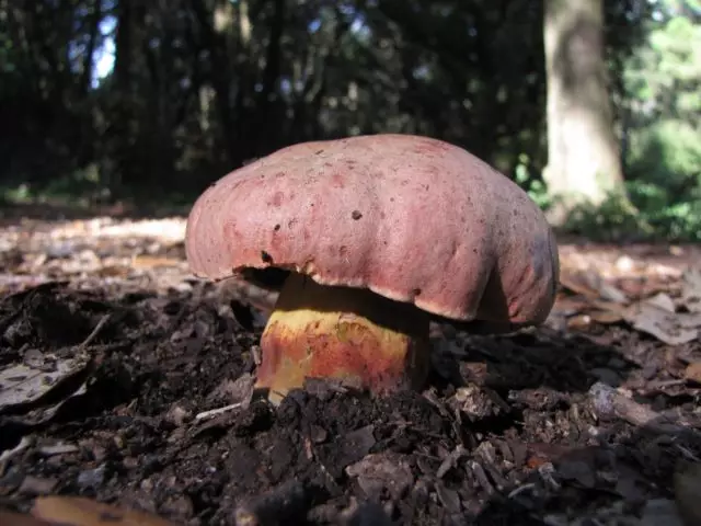 ເຫັດ porcini Pine: ຮູບແລະລາຍລະອຽດ, ບ່ອນທີ່ມັນເຕີບໃຫຍ່ແລະວິທີການເບິ່ງ, ວິດີໂອ 12306_13