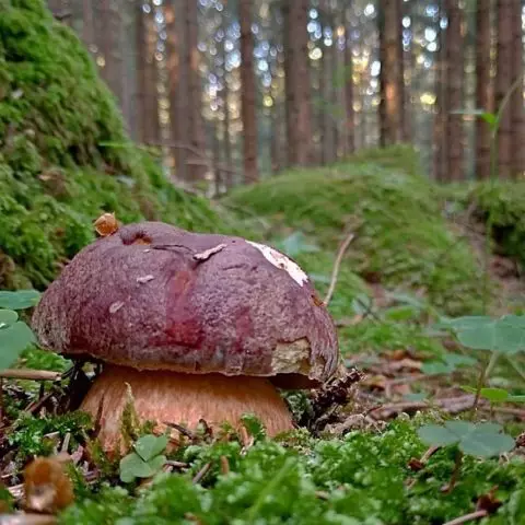 ເຫັດ porcini Pine: ຮູບແລະລາຍລະອຽດ, ບ່ອນທີ່ມັນເຕີບໃຫຍ່ແລະວິທີການເບິ່ງ, ວິດີໂອ 12306_2