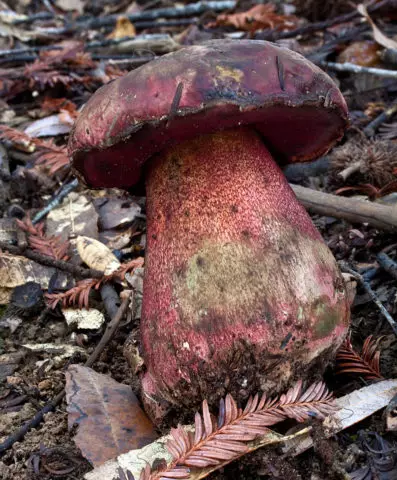 ເຫັດ porcini Pine: ຮູບແລະລາຍລະອຽດ, ບ່ອນທີ່ມັນເຕີບໃຫຍ່ແລະວິທີການເບິ່ງ, ວິດີໂອ 12306_5