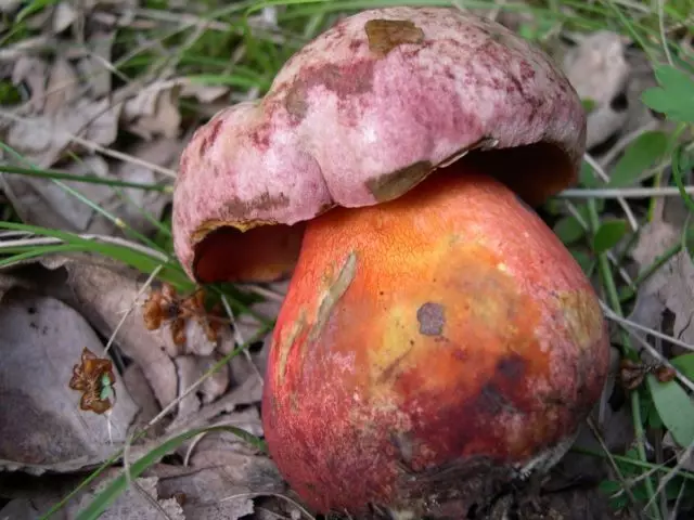 ເຫັດ porcini Pine: ຮູບແລະລາຍລະອຽດ, ບ່ອນທີ່ມັນເຕີບໃຫຍ່ແລະວິທີການເບິ່ງ, ວິດີໂອ 12306_6