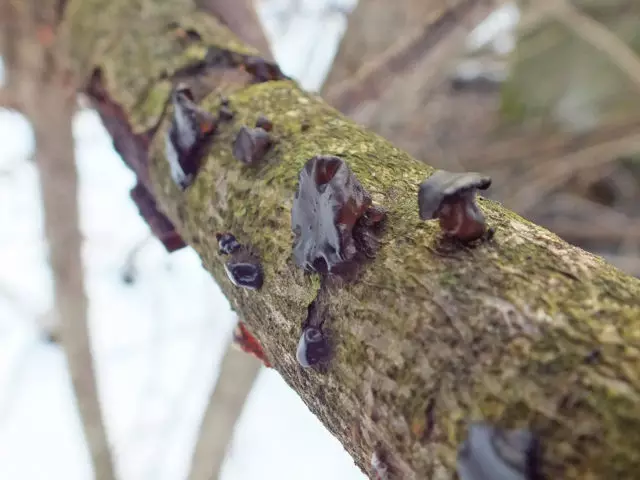 Exidia recisa: саңырауқұлақтар қалай көрінеді, олар қайда және қалай өседі, олар жеуге жарамды ма, жоқ па 12307_2