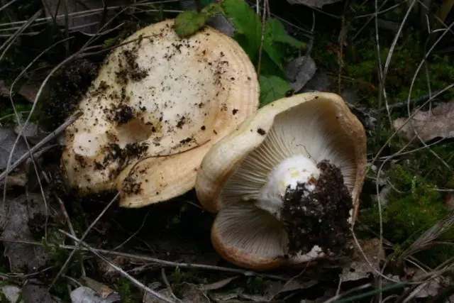 I-mushroom ye-oki yobisi (oki mushroom): ifoto kunye nenkcazo, ukulungiswa 12314_1