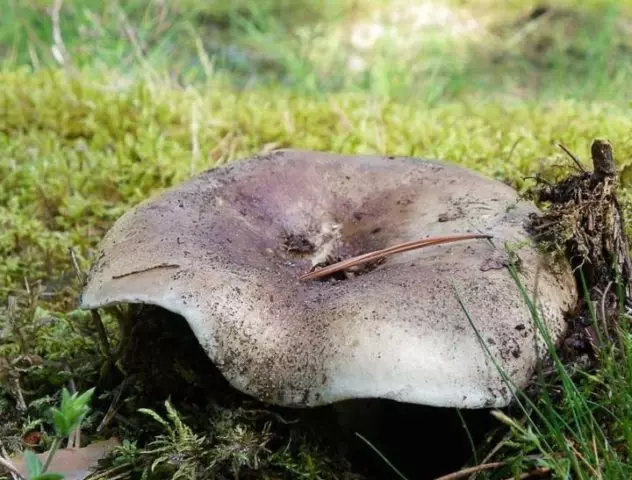 Black podgruzdok (russula): الوصف والصور والوصفات وقواعد الجمع 12317_1