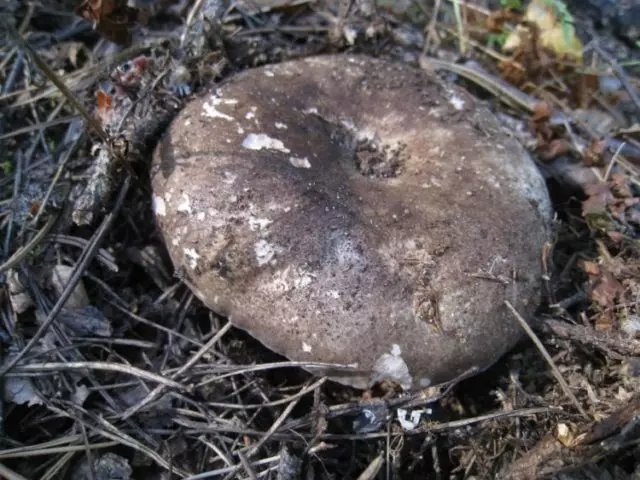 Qora podgruzdok (russula): tavsif va fotosuratlar, retseptlar, yig'ish qoidalari 12317_5