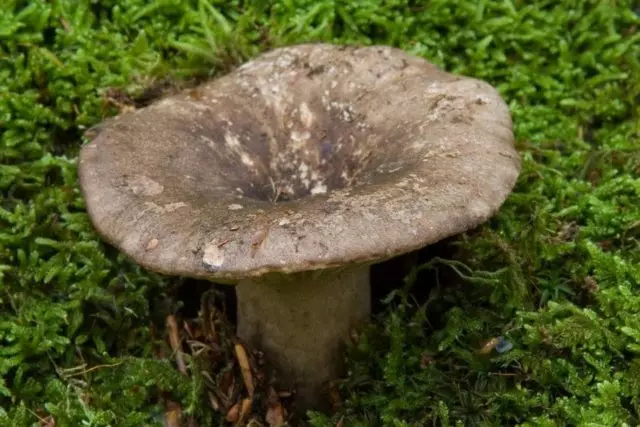 Nwa podgruzdok (russula): deskripsyon ak foto, resèt, règleman koleksyon 12317_6