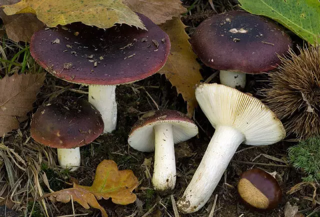 Black podgruzdok (russula): mô tả và ảnh, công thức nấu ăn, quy tắc thu thập 12317_7