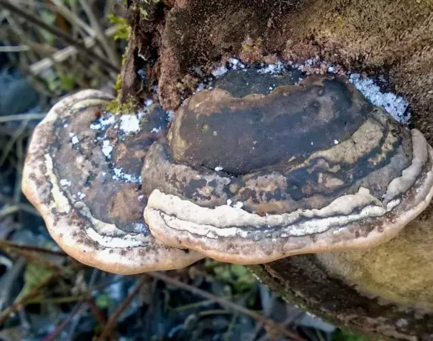 Verbrande polipoor (Fellinus verbrand, Phellinus igniarius): hoe dit lyk, waar en hoe dit groei, eetbaar of nie 12320_1