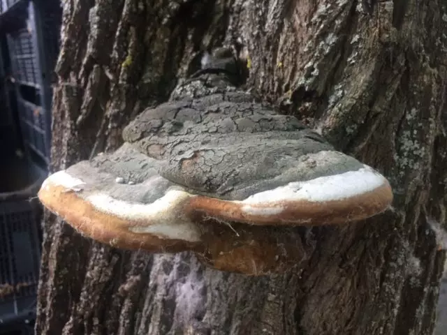 Verbrande polipoor (Fellinus verbrand, Phellinus igniarius): hoe dit lyk, waar en hoe dit groei, eetbaar of nie 12320_2