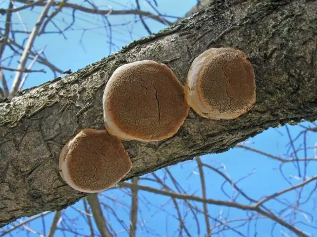 Verbrande polipoor (Fellinus verbrand, Phellinus igniarius): hoe dit lyk, waar en hoe dit groei, eetbaar of nie 12320_3