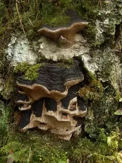 Verbrande polypore (Fellinus verbrand, Phellinus igniarius): hoe het eruit ziet, waar en hoe het groeit, eetbaar of niet 12320_4