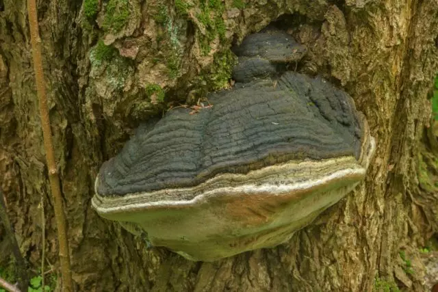 Verbrande polipoor (Fellinus verbrand, Phellinus igniarius): hoe dit lyk, waar en hoe dit groei, eetbaar of nie 12320_5