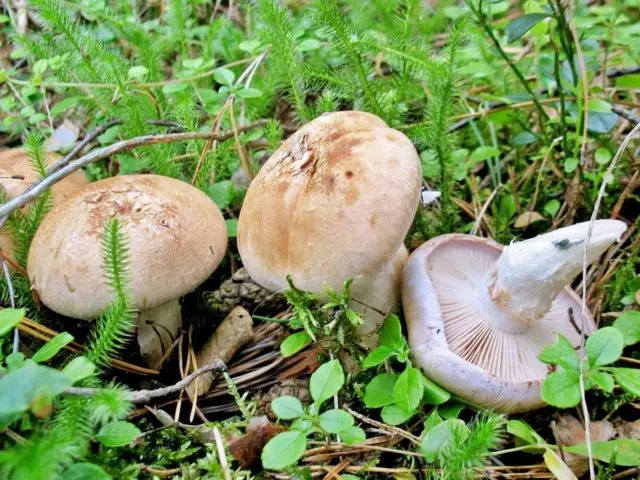 식용 웹캡(Fatty, Cortinarius esculentus): 어떻게 생겼는지, 어디서 어떻게 자라는지, 식용 여부 12334_2