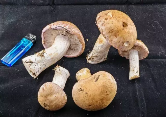 Wavuti ya kula (Mafuta, Cortinarius esculentus): inavyoonekana, wapi na jinsi inakua, chakula au la 12334_3