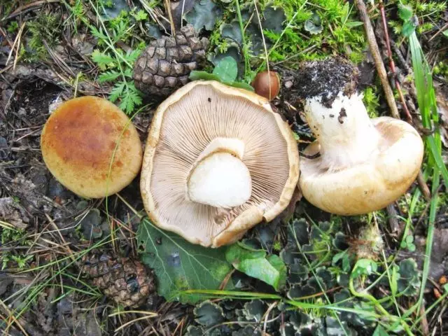 Essbare Netzkappe (Fatty, Cortinarius esculentus): wie sie aussieht, wo und wie sie wächst, essbar oder nicht 12334_4