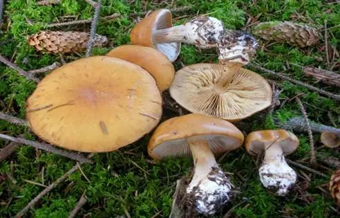 Çermê xwar (Fatty, Cortinarius esculentus): çawa dixuye, li ku û çawa mezin dibe, xwarin an na 12334_7