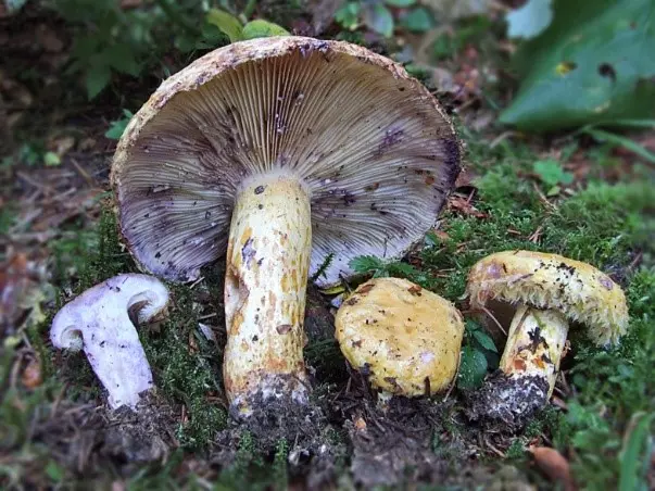 Blue djondjon lèt (lactarius repraesentaneus): ki sa li sanble, ki kote ak ki jan li ap grandi, manjab oswa ou pa 12352_8