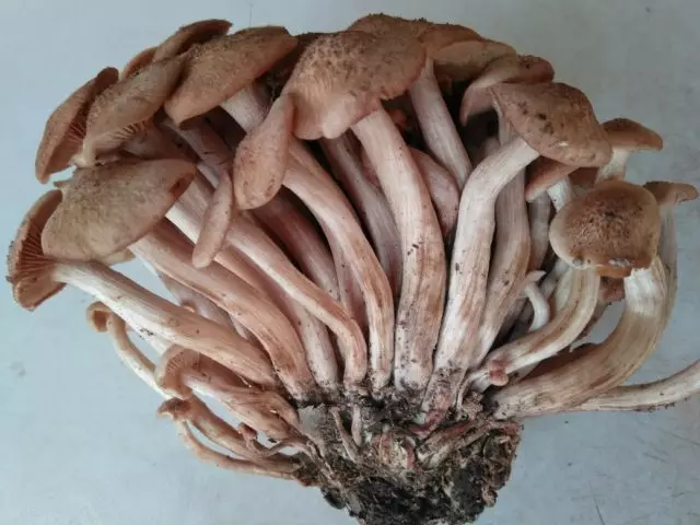 Shrinking mushroom (tsis-plam, Desarmillaria tabescens): cov nceb zoo li cas, qhov twg thiab lawv loj hlob li cas, noj tau lossis tsis tau, yuav ua li cas 12355_1