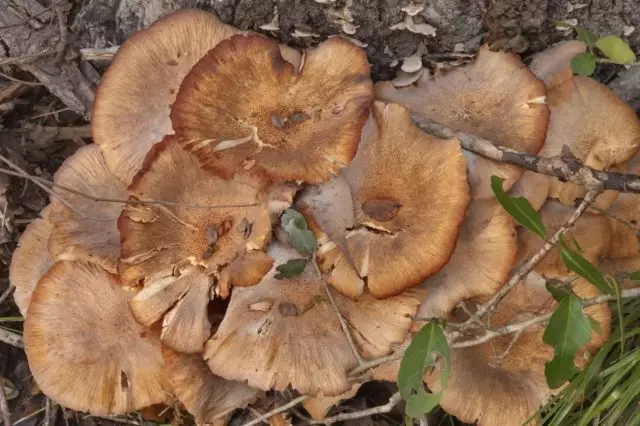 Shrinking mushroom (tsis-plam, Desarmillaria tabescens): cov nceb zoo li cas, qhov twg thiab lawv loj hlob li cas, noj tau lossis tsis tau, yuav ua li cas 12355_2